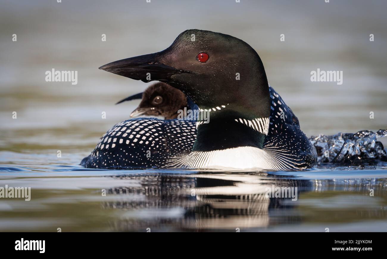 Common Loon and Chick in Maine Stock Photo - Alamy