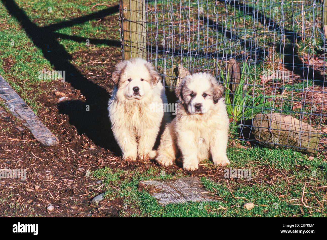 Two Great Pyrenees puppies in grass Stock Photo - Alamy