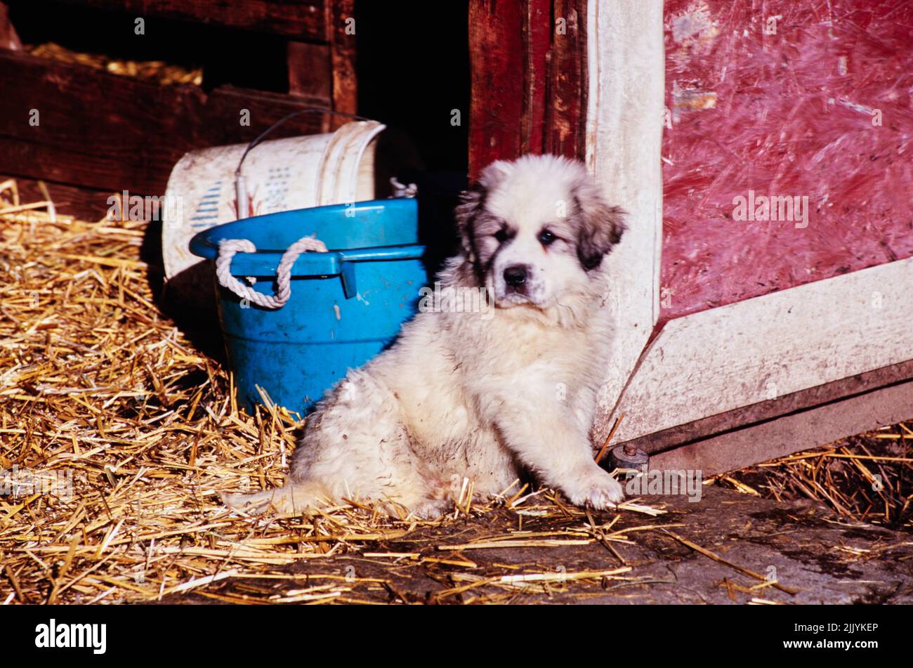 A Great Pyrenees puppy in hay Stock Photo - Alamy