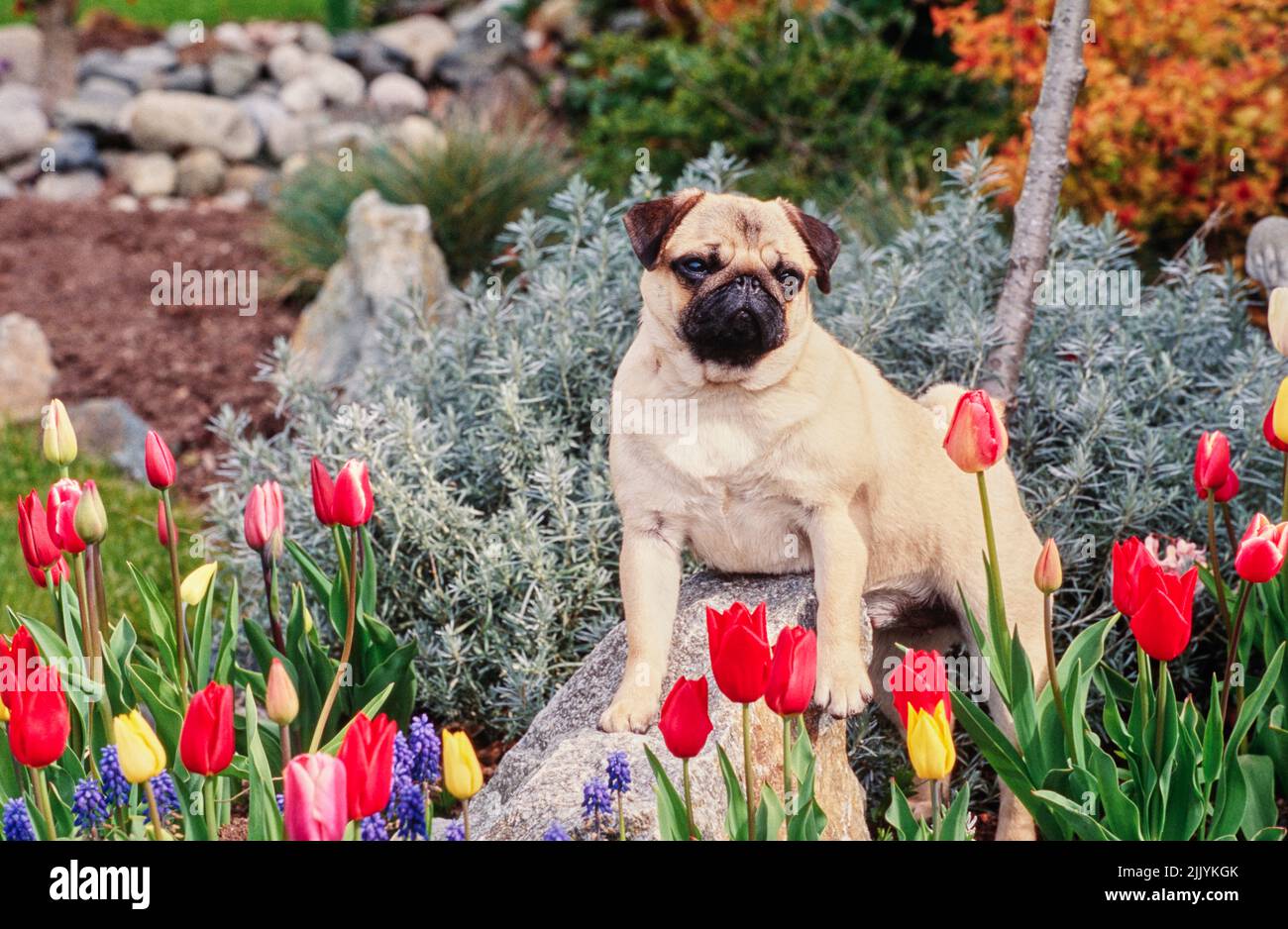 A pug dog in a tulip garden Stock Photo - Alamy