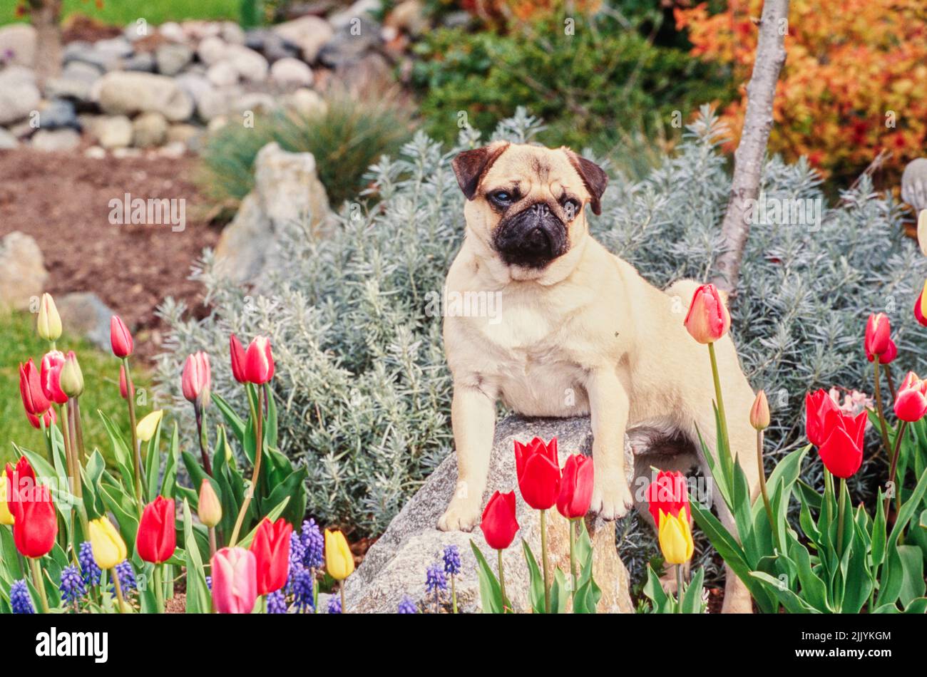 A pug dog in a tulip garden Stock Photo - Alamy