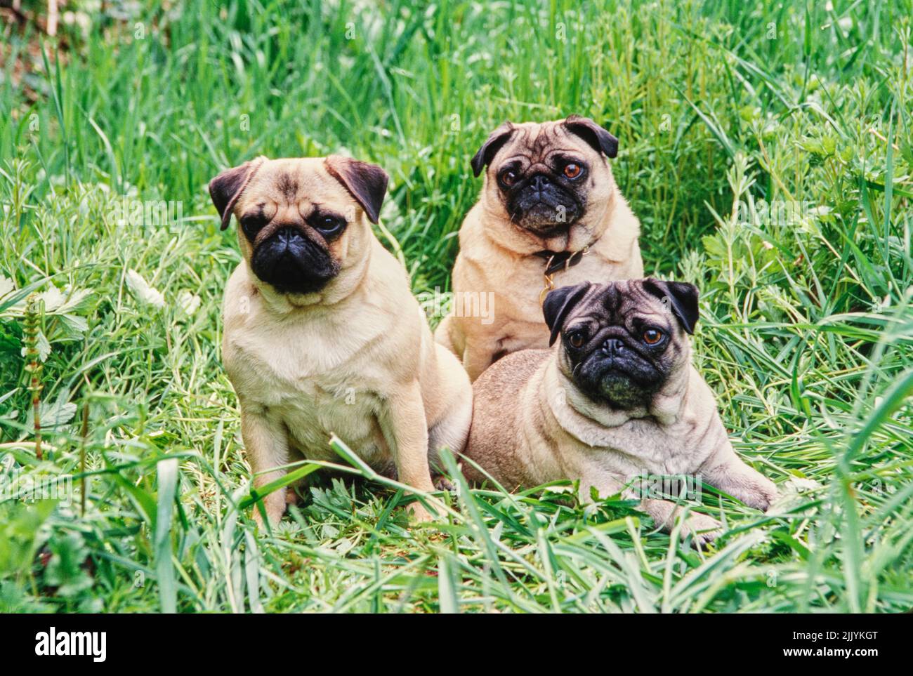 Three pug dogs in grass Stock Photo - Alamy