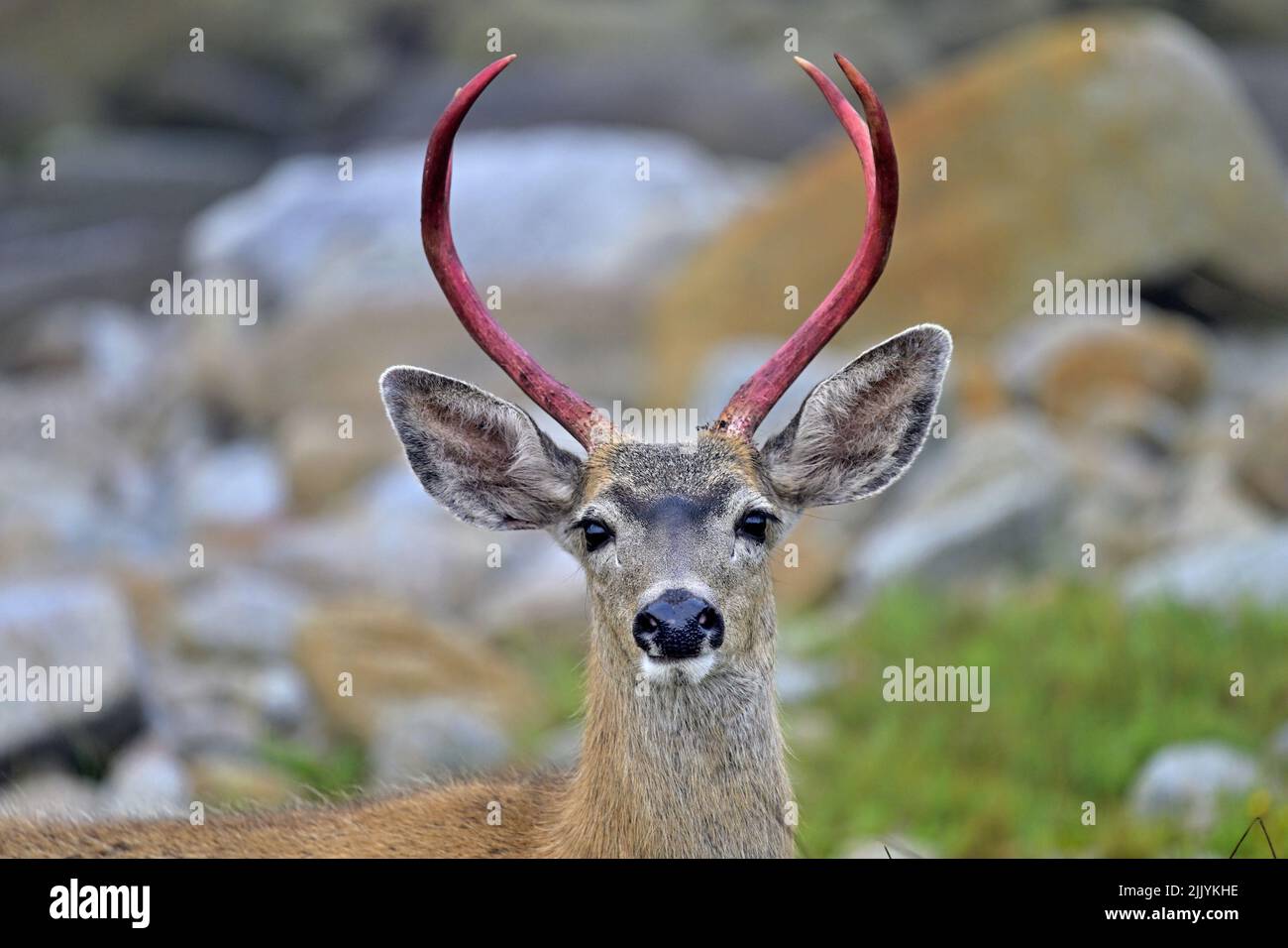 Pacific Grove, California, USA. 28th July, 2022. Buck in the rut having ...