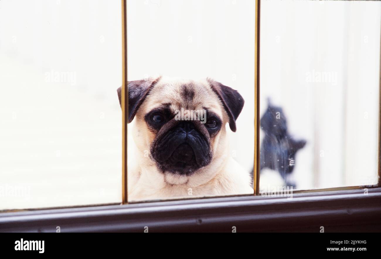 Dog through door hi-res stock photography and images - Alamy