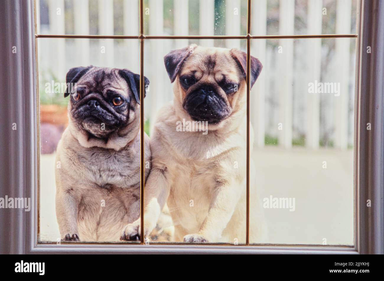 Pugs Using Pictures Of The Door