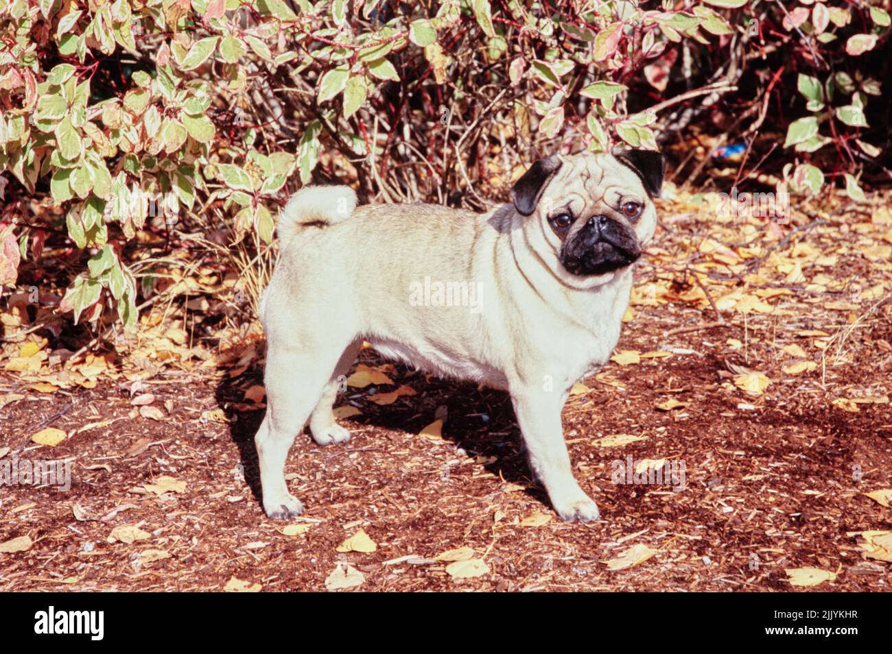 A pug dog in garden mulch Stock Photo - Alamy