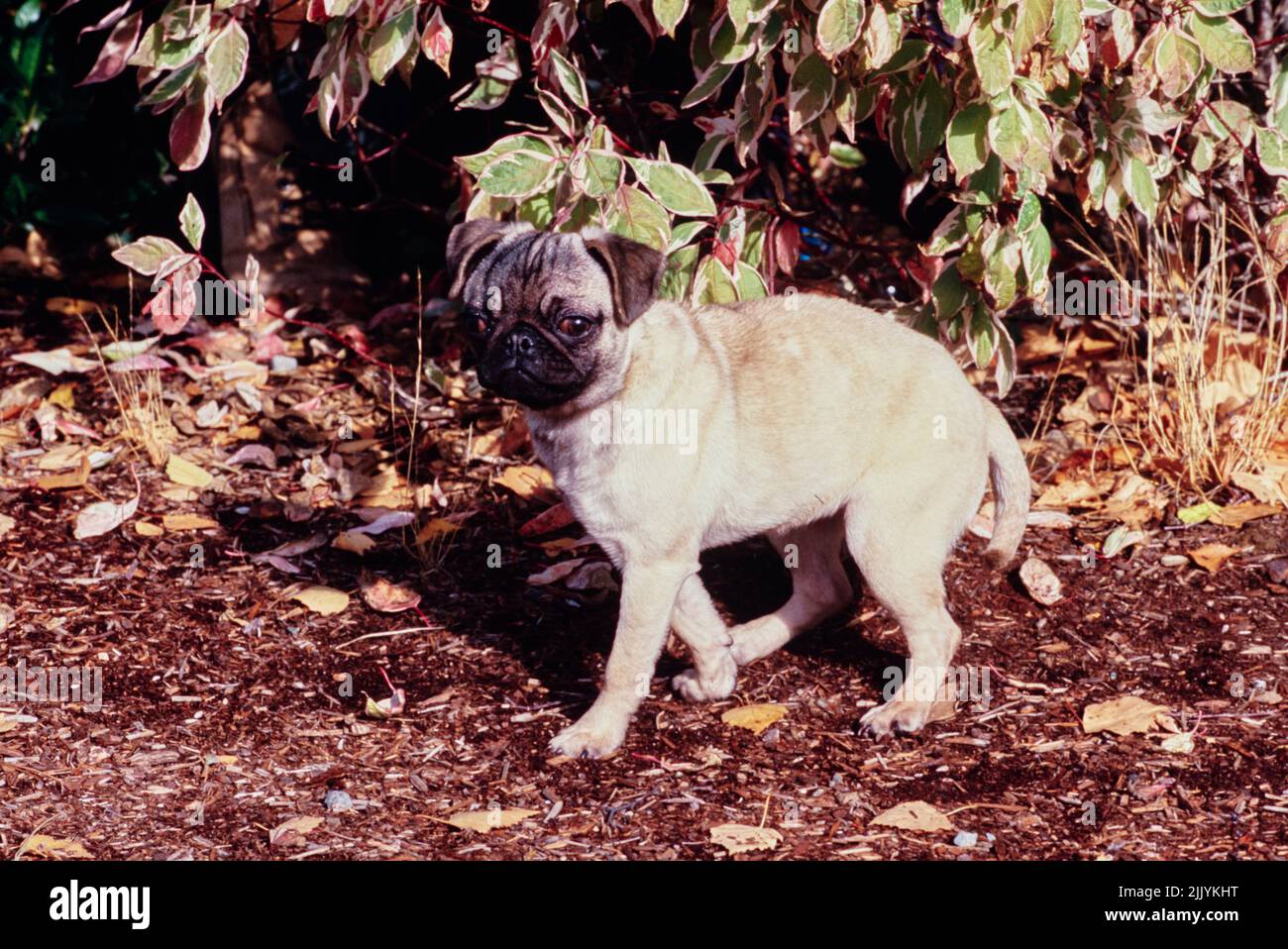 A pug dog in garden mulch Stock Photo - Alamy