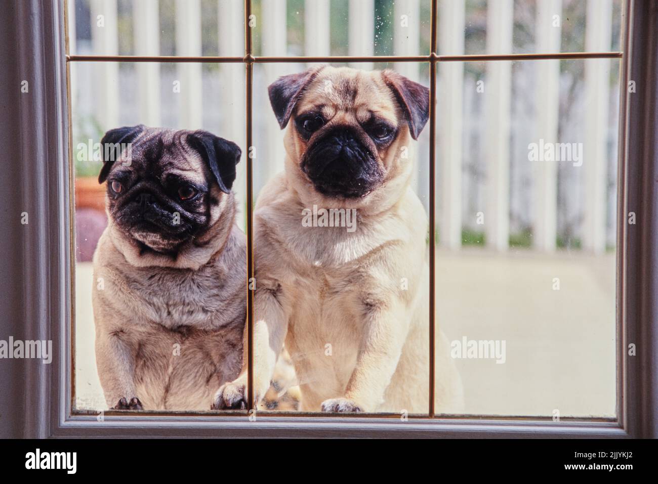Two pug dogs looking through a glass door Stock Photo - Alamy