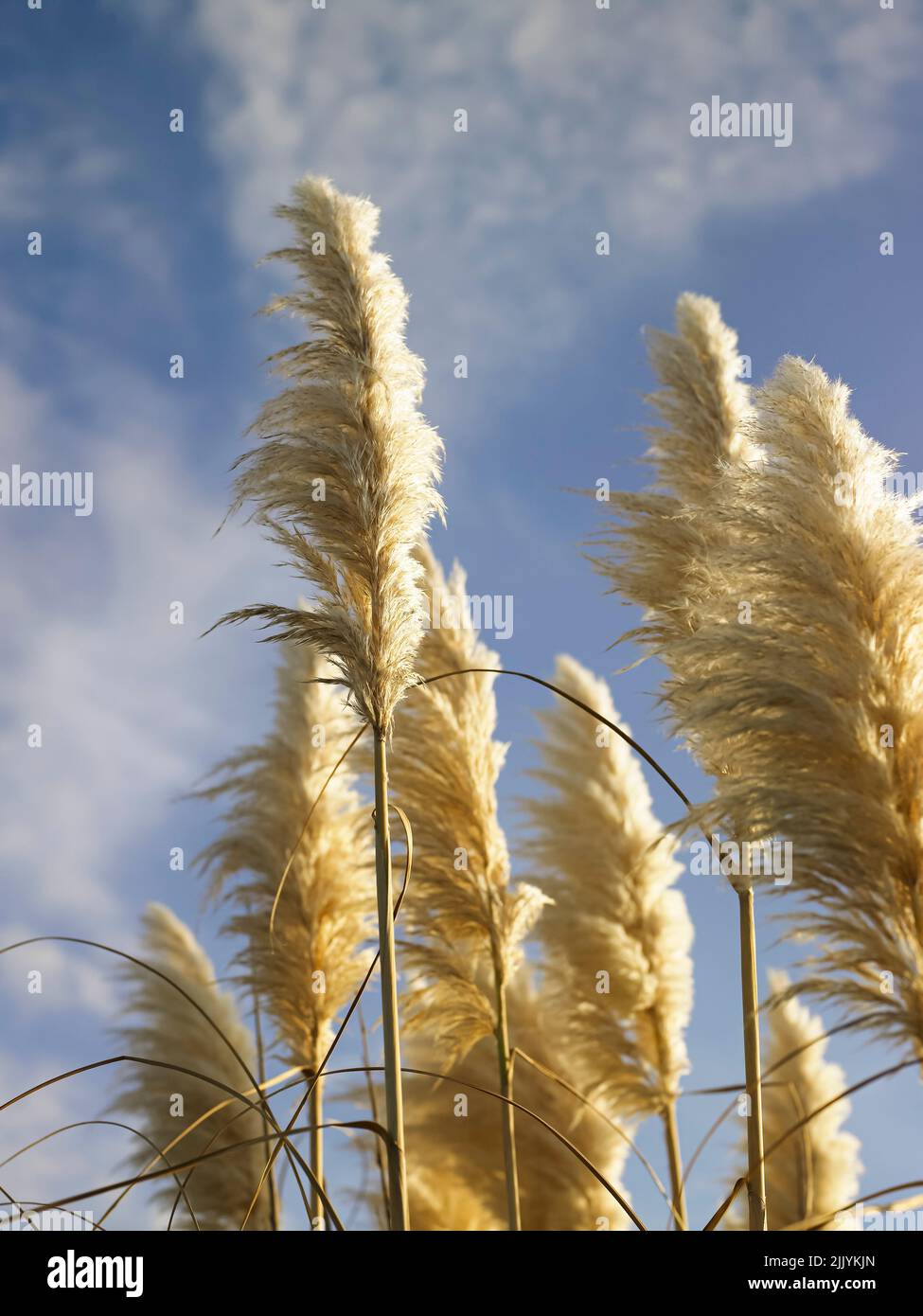 Fluffy flowering head of toi toi against blue sky Stock Photo - Alamy