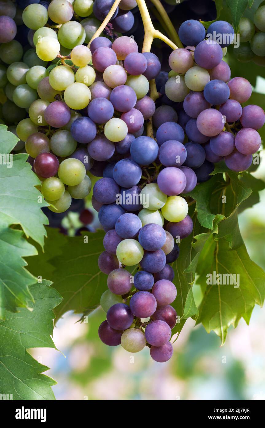 Different shades of colour hi-res stock photography and images - Alamy