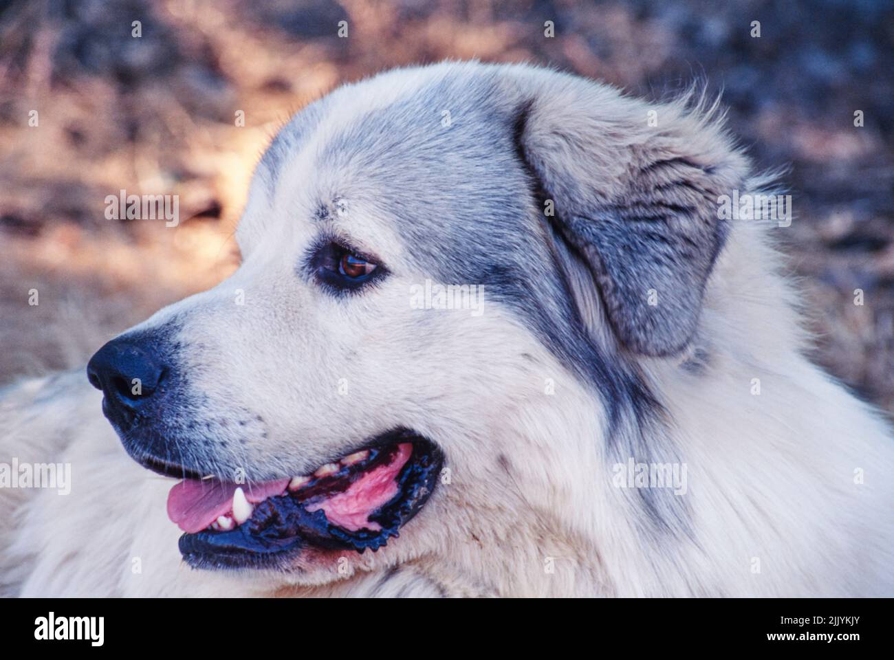 A close-up of a Great Pyrenees dog Stock Photo - Alamy