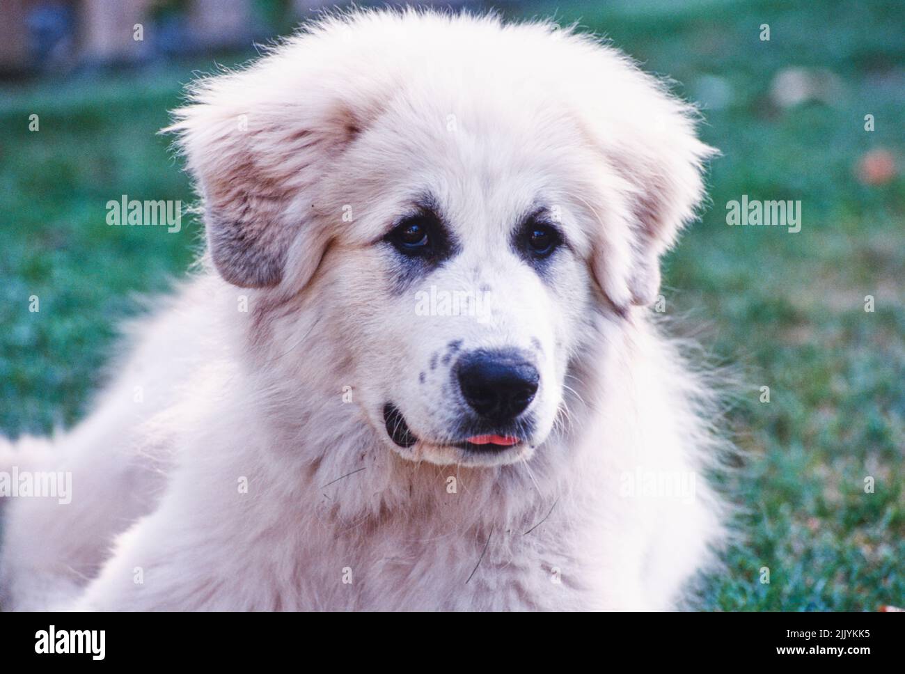A Great Pyrenees dog in grass Stock Photo - Alamy
