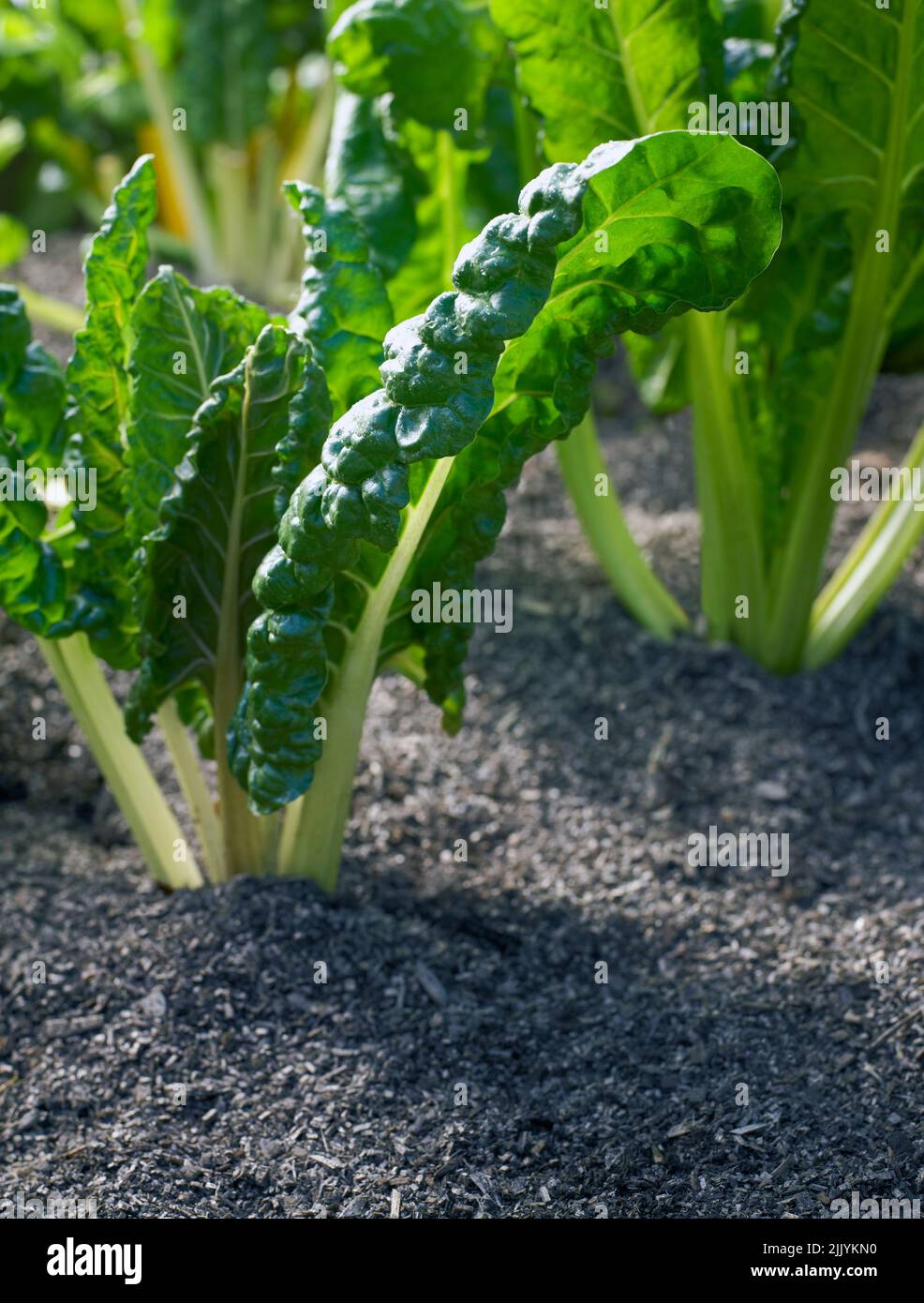 Silverbeet growing hi-res stock photography and images - Alamy