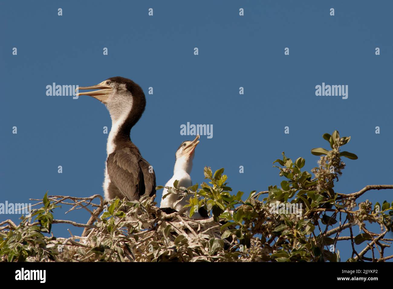 Blue shags hi-res stock photography and images - Alamy