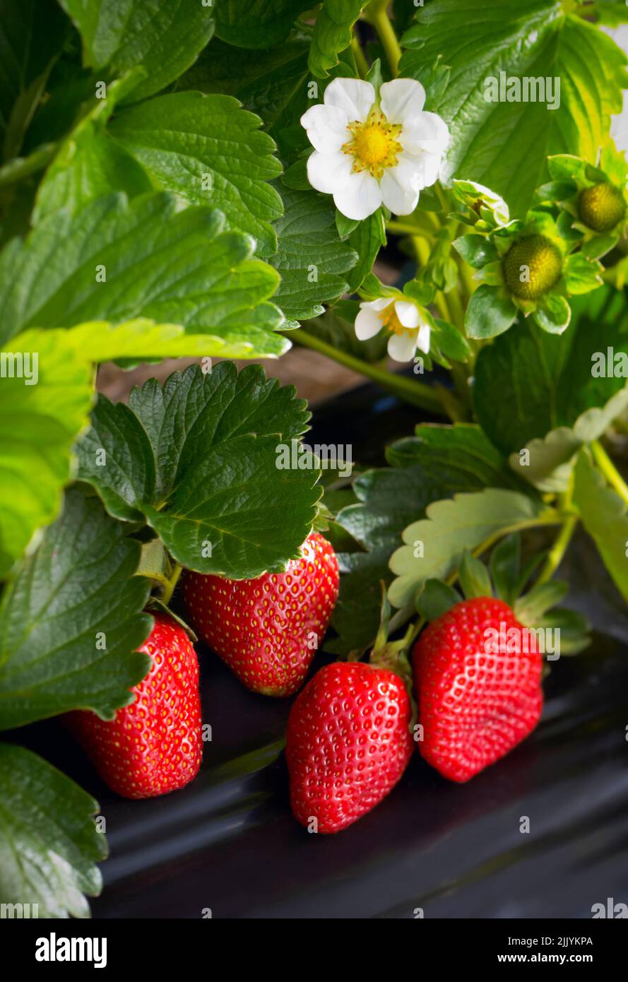 Flowers and ripe red fruit growing on strawberry plant Stock Photo - Alamy