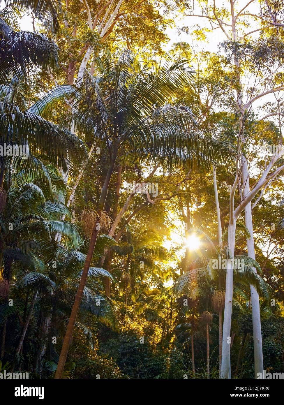 Sun shining through rainforest hi-res stock photography and images - Alamy