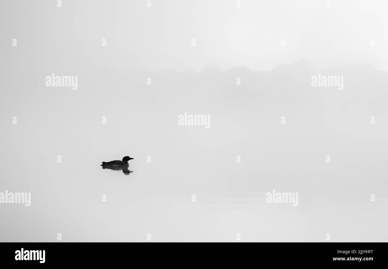Common Loon and Chick in Maine Stock Photo - Alamy