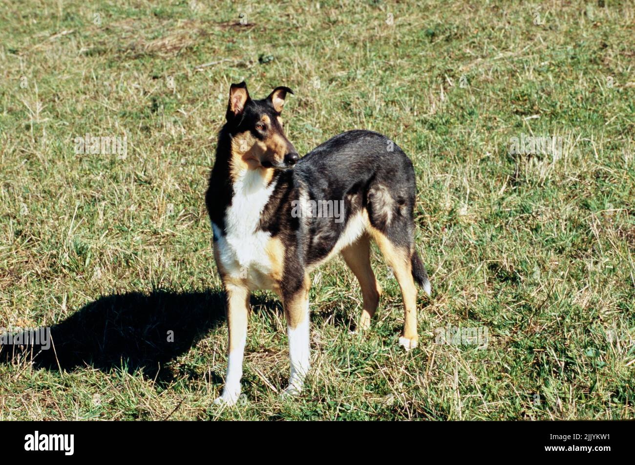 Collie dog standing hi-res stock photography and images - Alamy