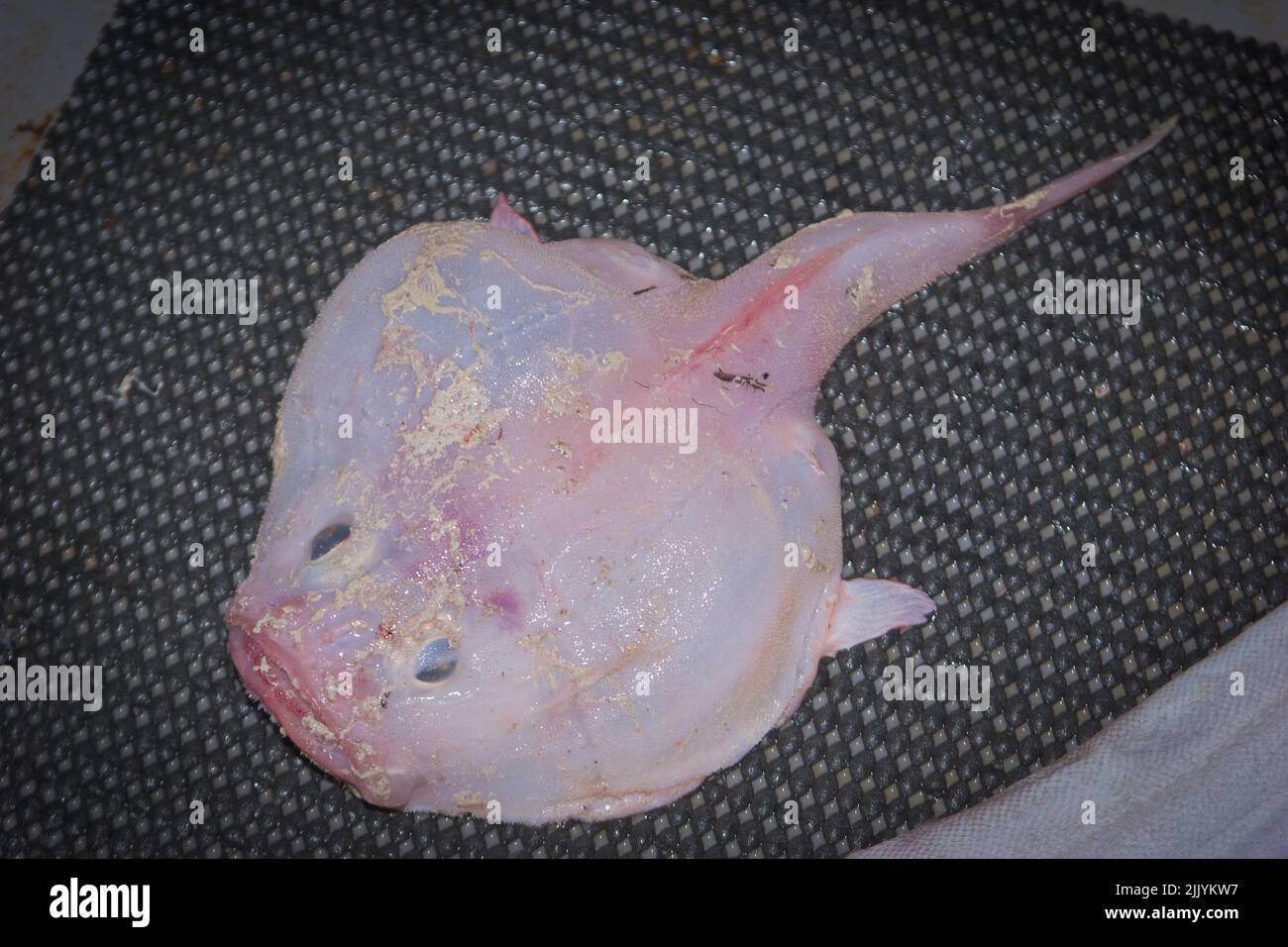 Discard fish species hi-res stock photography and images - Alamy