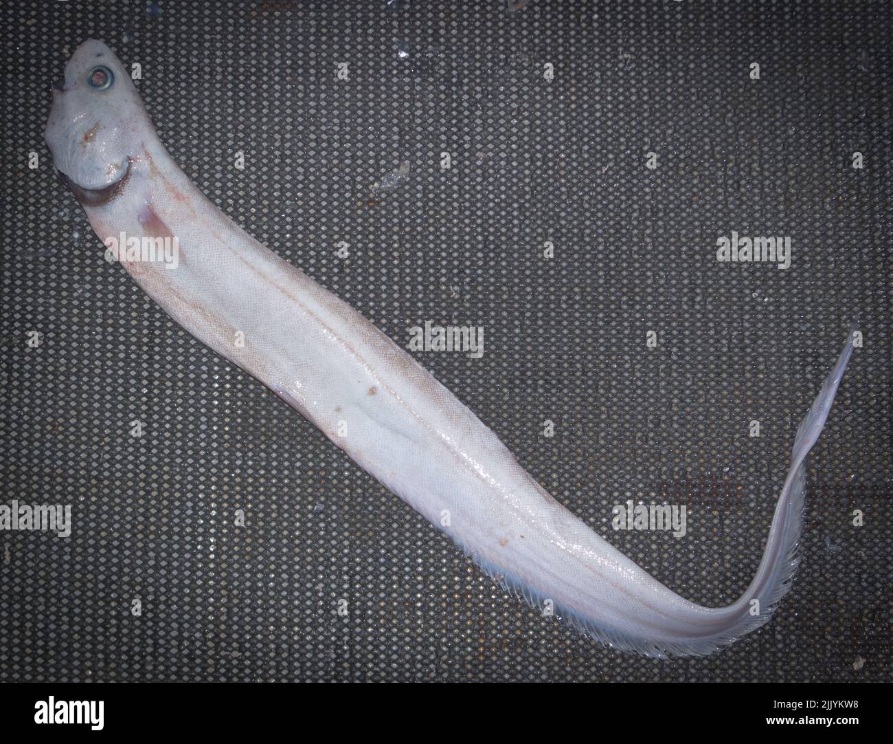 A Look at life in New Zealand: from a deep-sea trawl, Spiny Eel ...