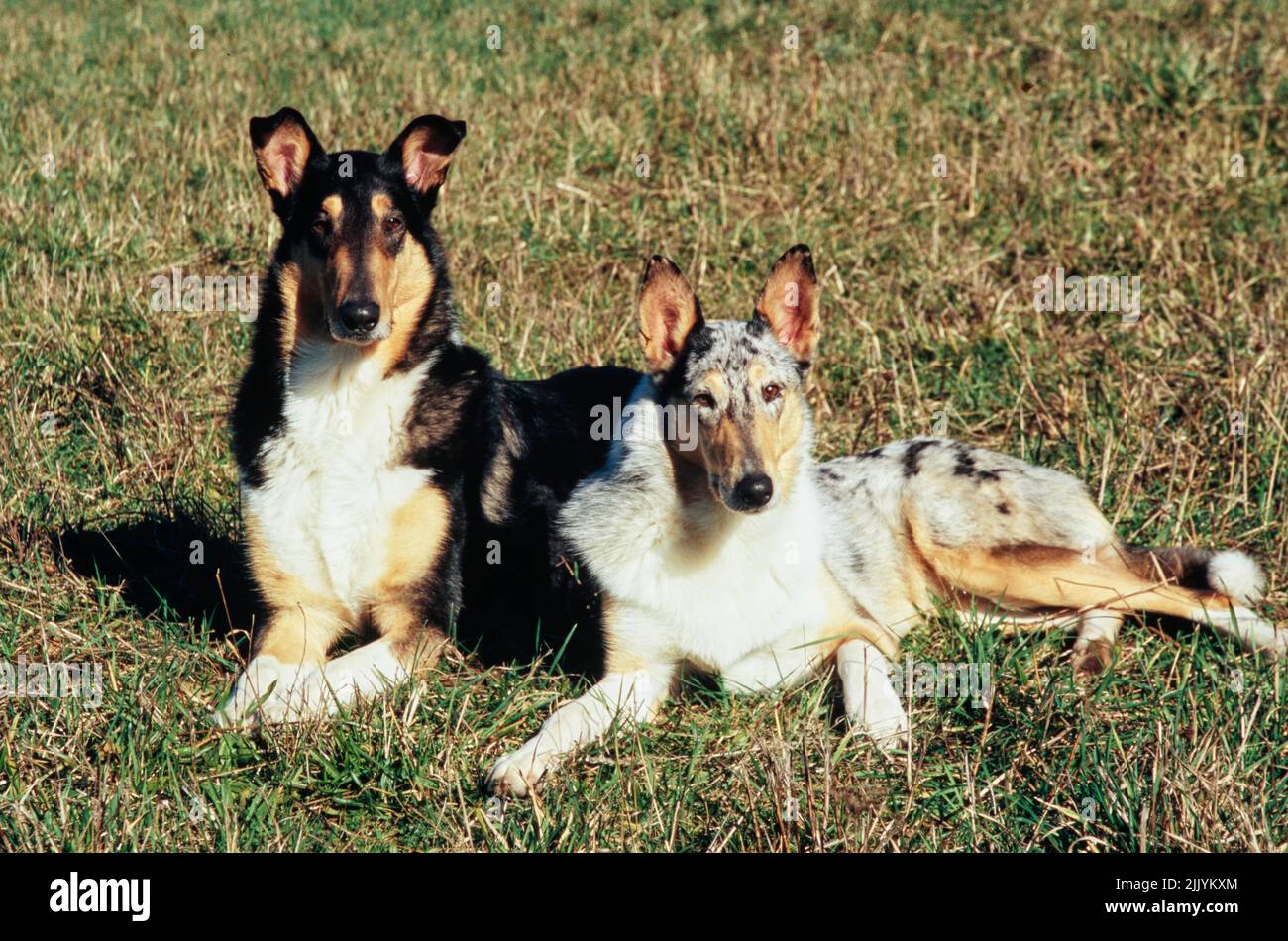 Two collie dogs laying in grass Stock Photo - Alamy
