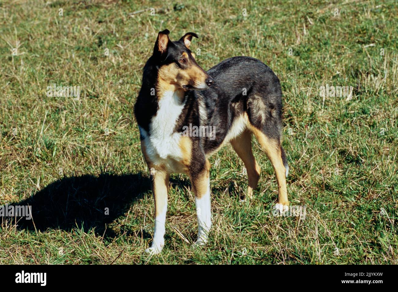 Collie dog standing in grass Stock Photo - Alamy