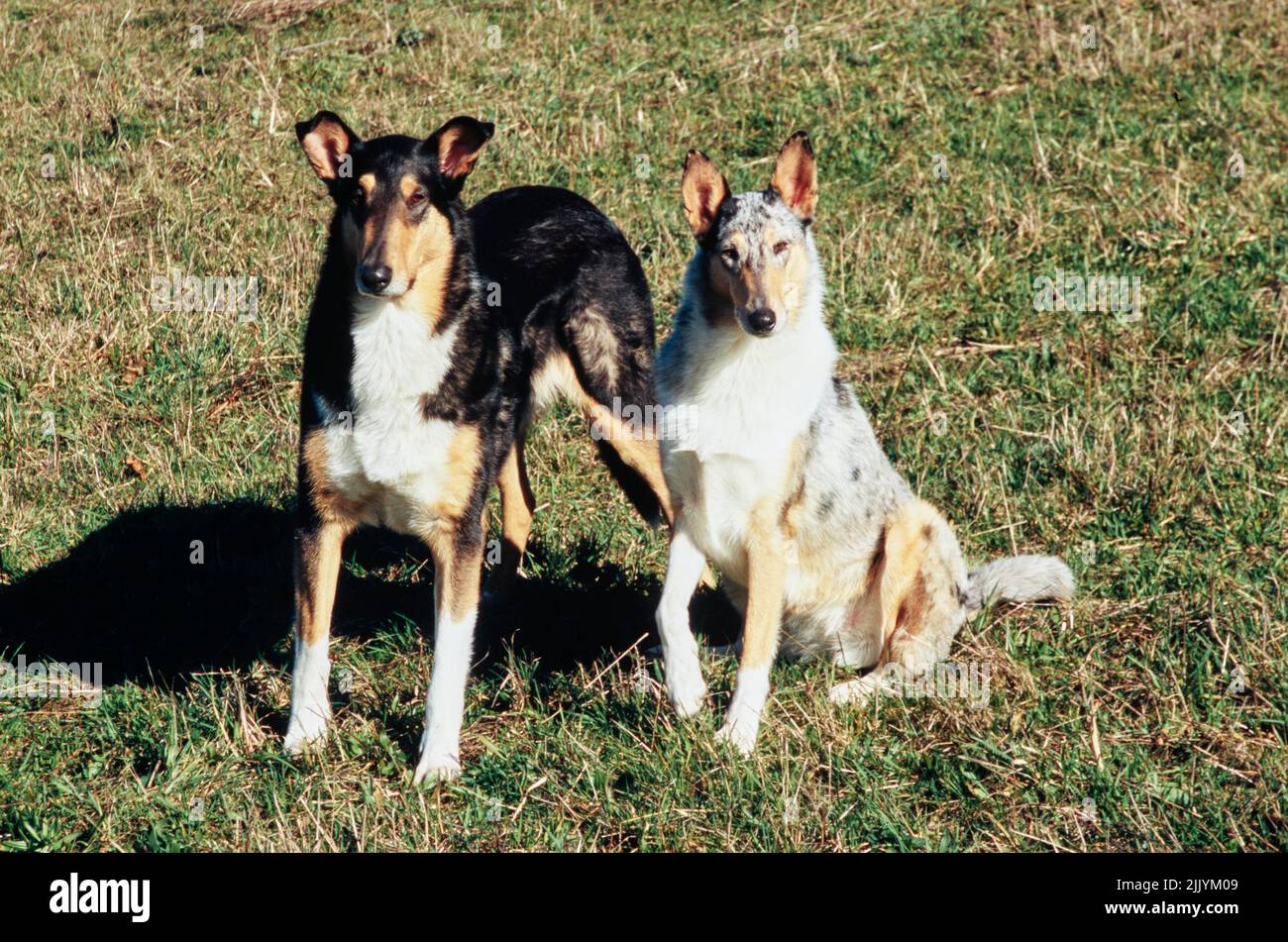 Two collie dogs laying in grass Stock Photo - Alamy