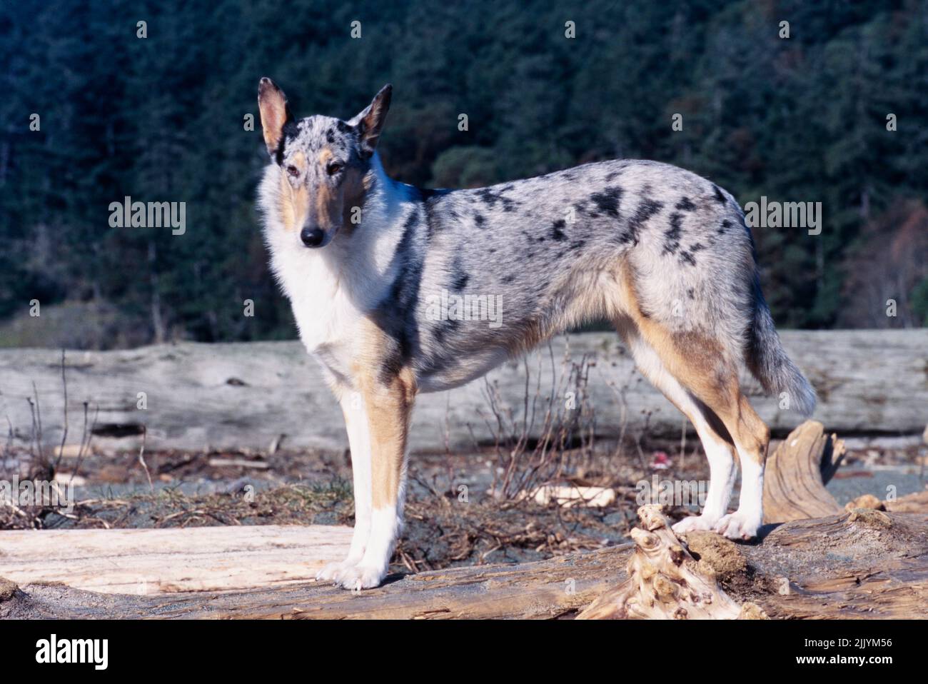 Collie dog standing on logs outside Stock Photo - Alamy