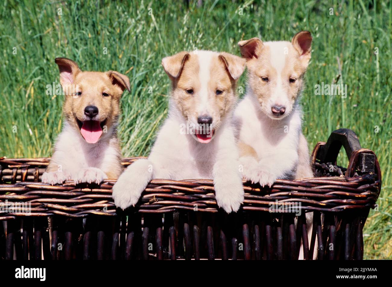 Three collie puppies sitting up in wicker basket Stock Photo - Alamy