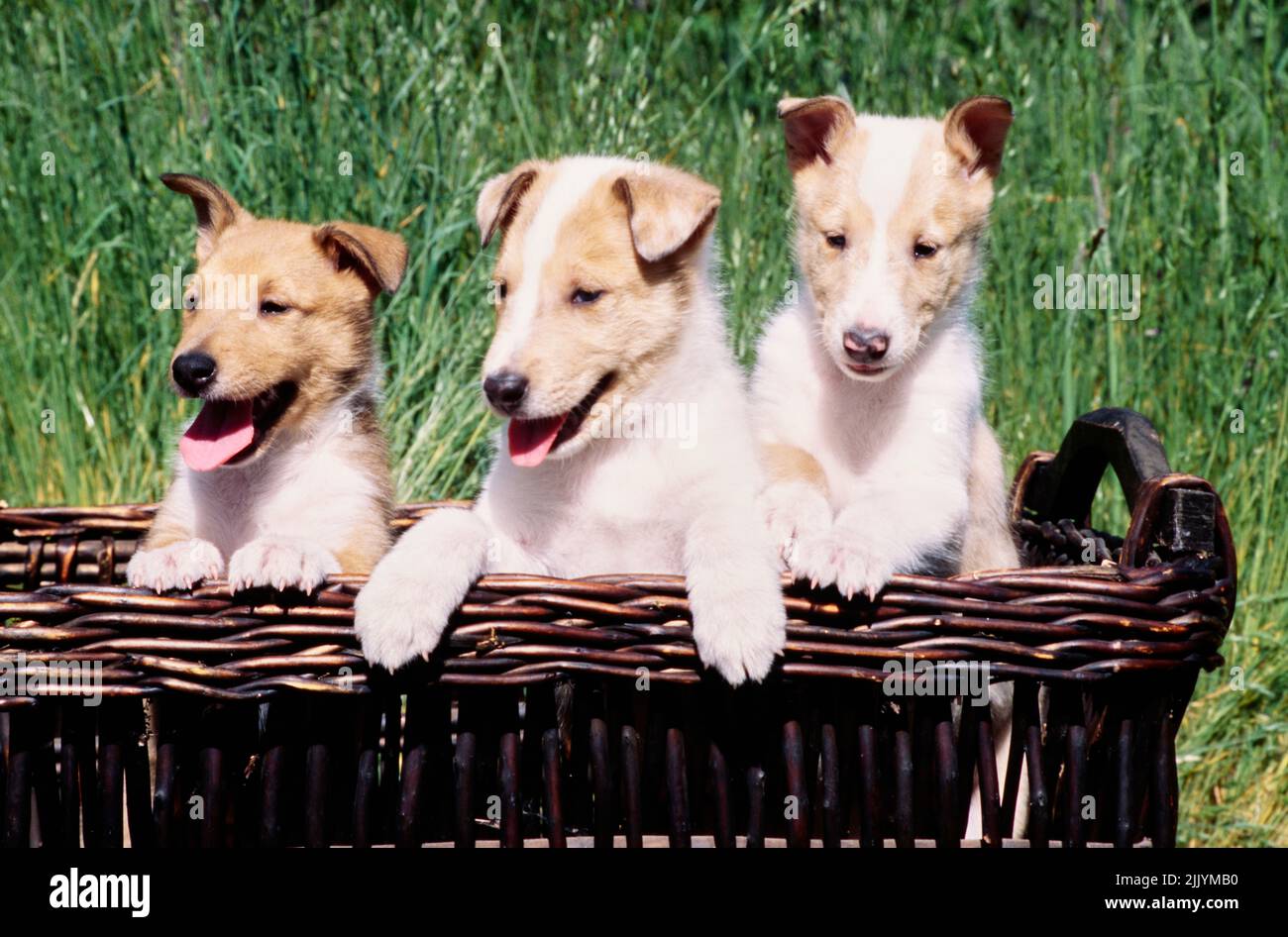 Three collie puppies sitting up in wicker basket Stock Photo - Alamy