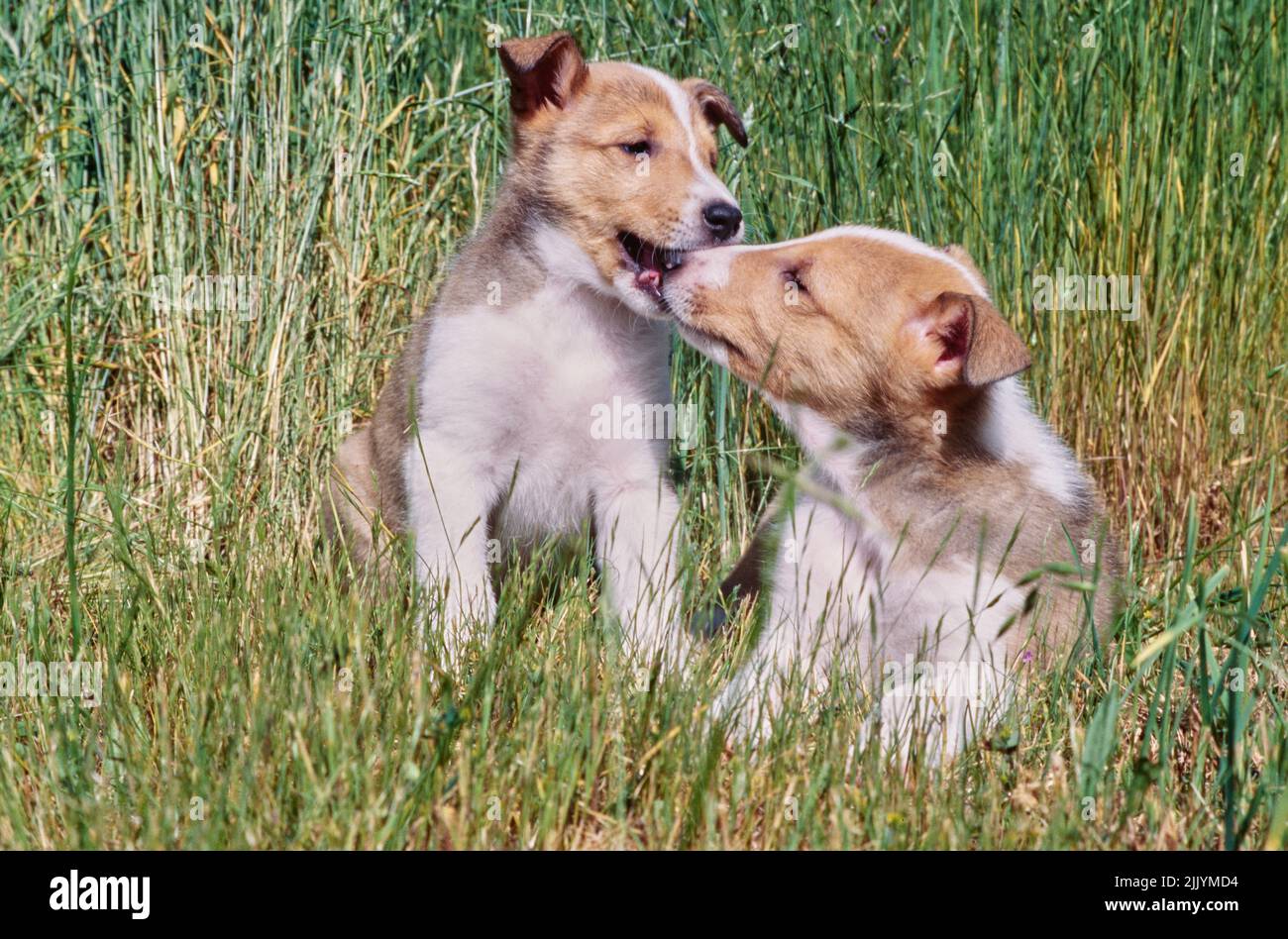 Two collie puppies sitting in tall grass outside playing Stock Photo ...