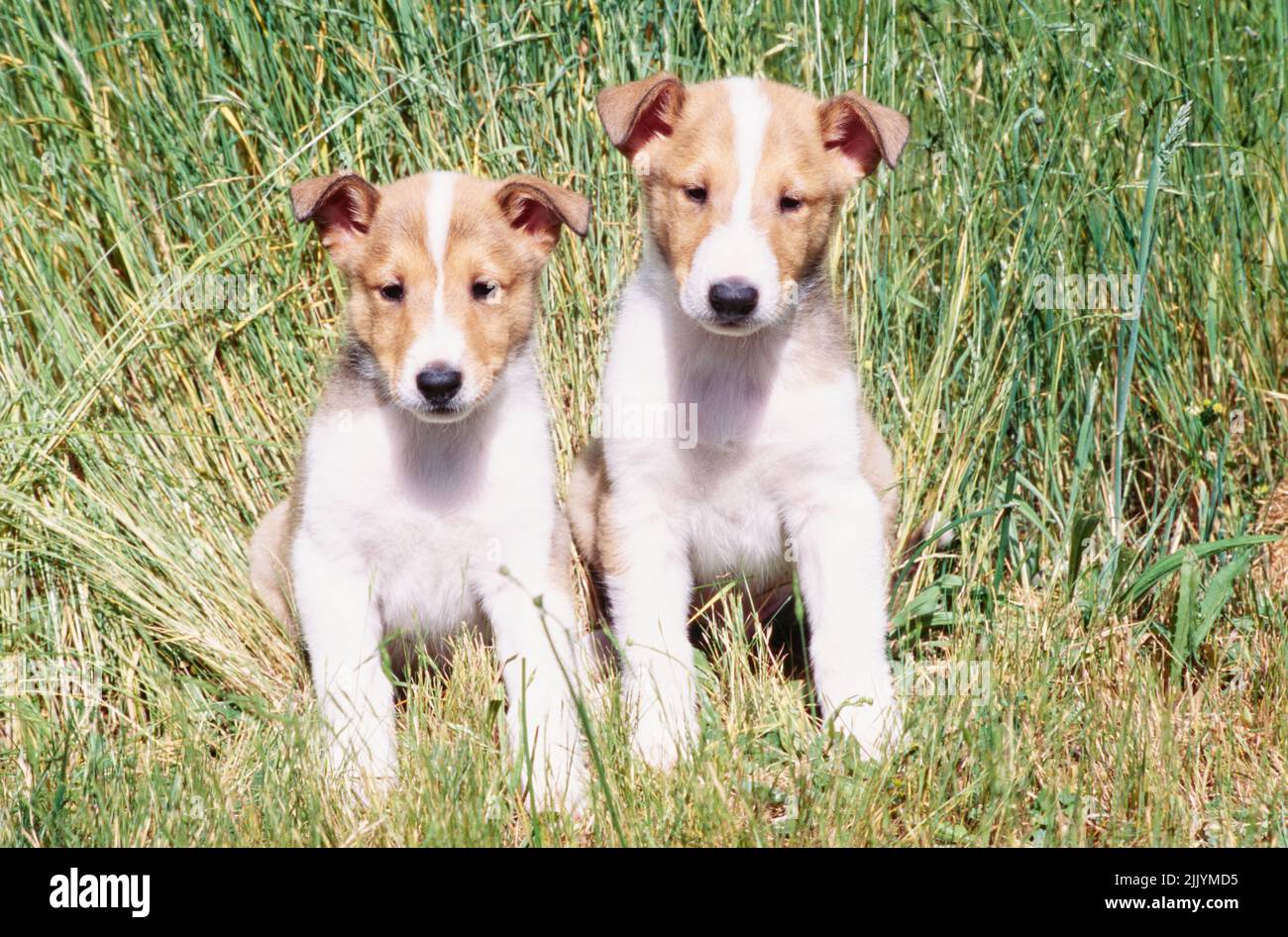 Two collie puppies sitting in tall grass outside Stock Photo - Alamy