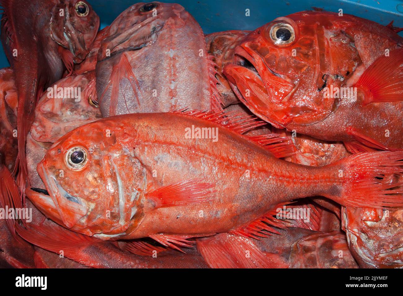 Orange roughy fishing hi-res stock photography and images - Alamy