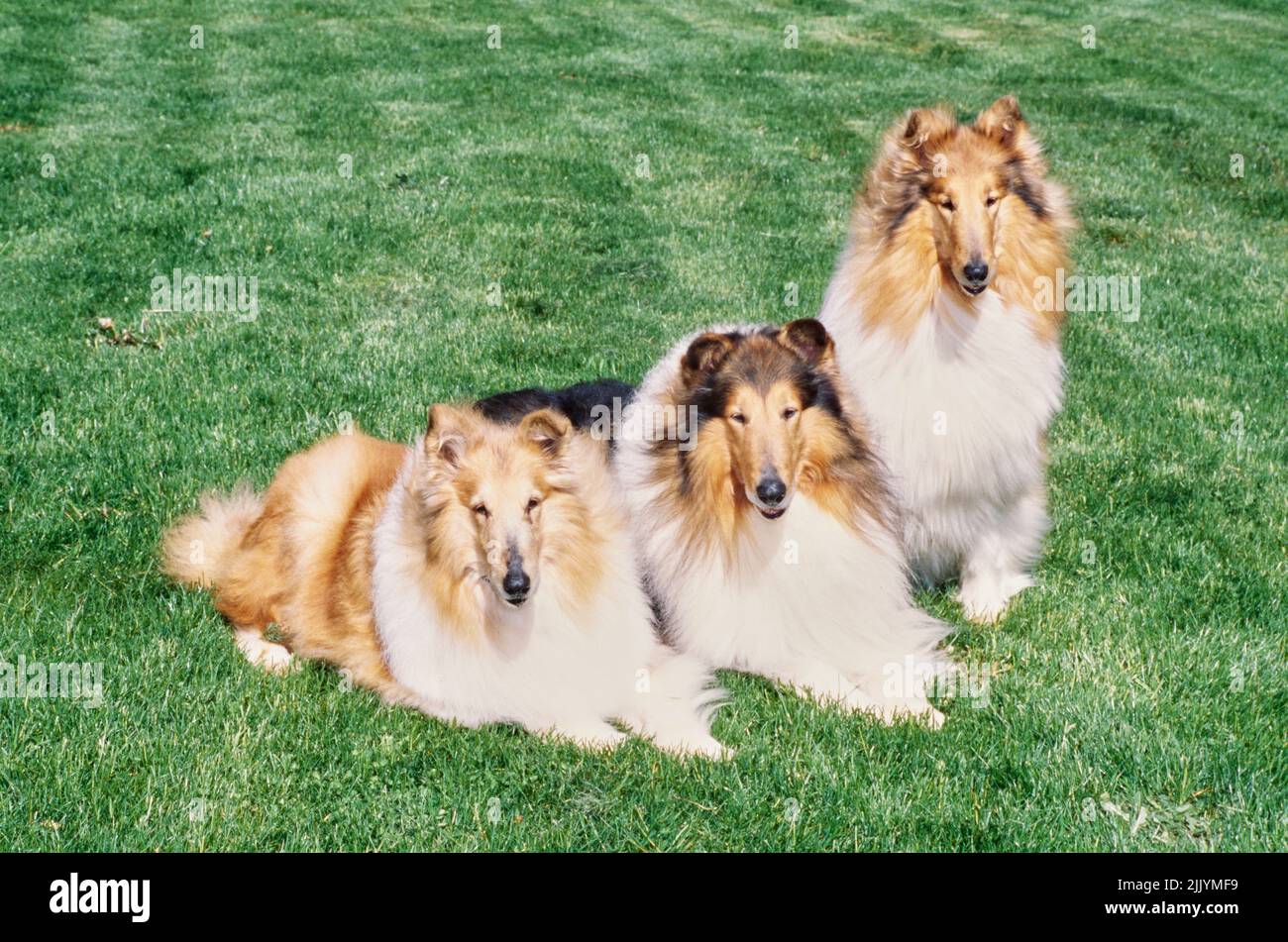 Three collies laying in grass outside Stock Photo - Alamy