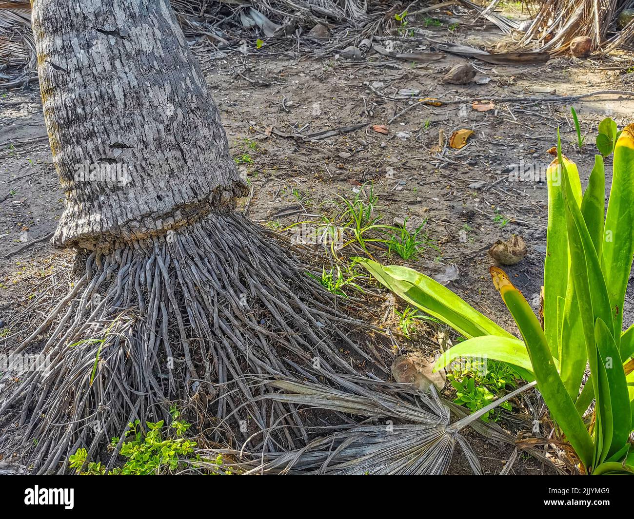 Tropical natural mexican palm tree with coconuts and blue sky ...