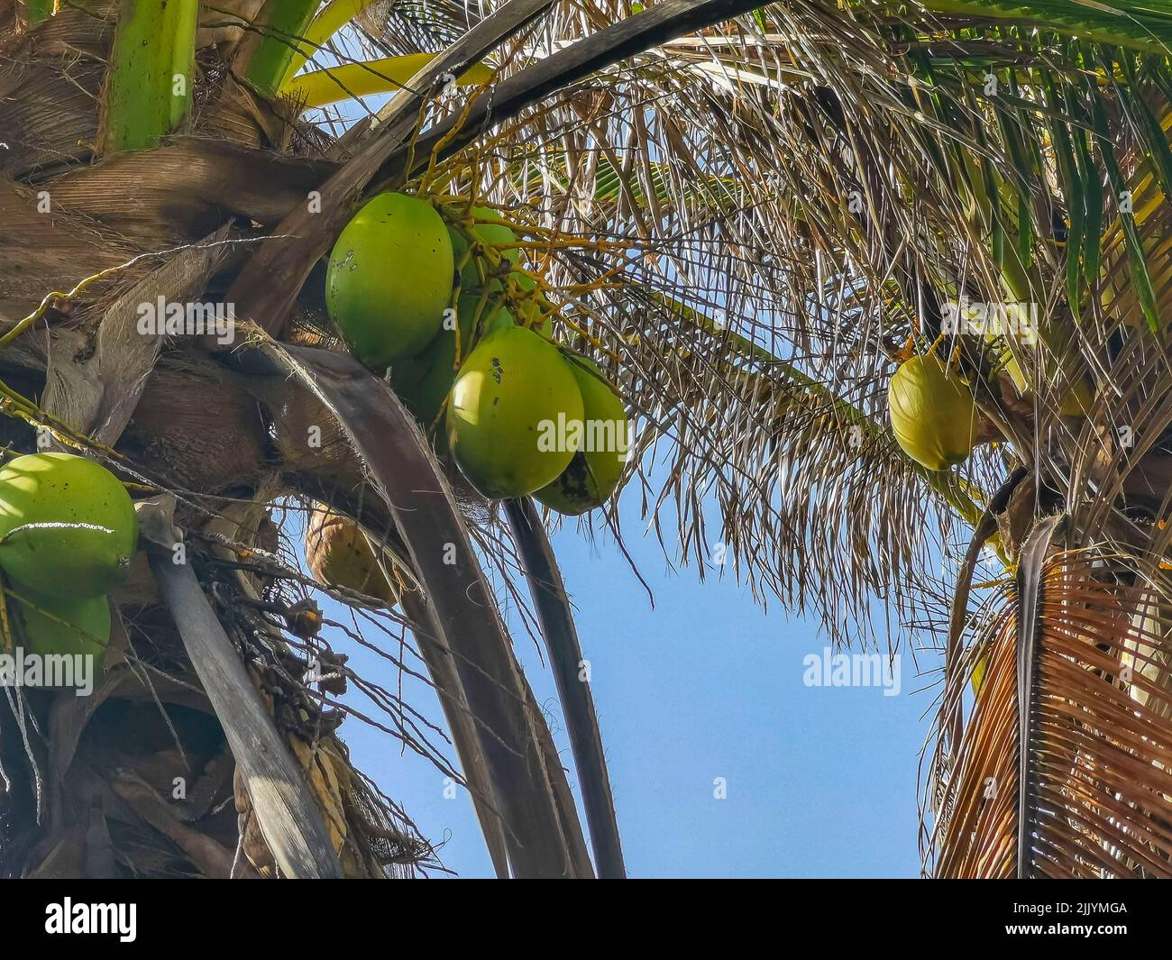 Tropical natural mexican palm trees with coconuts and blue sky background at Tulum ruins ...