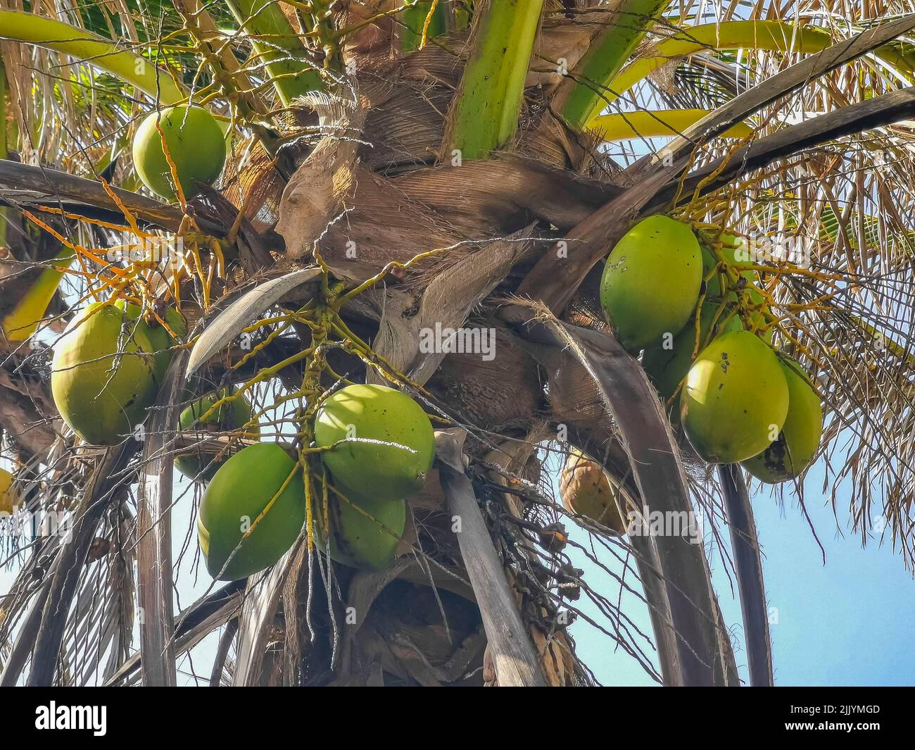 Tropical natural mexican palm tree with coconuts and blue sky background at Tulum ruins ...