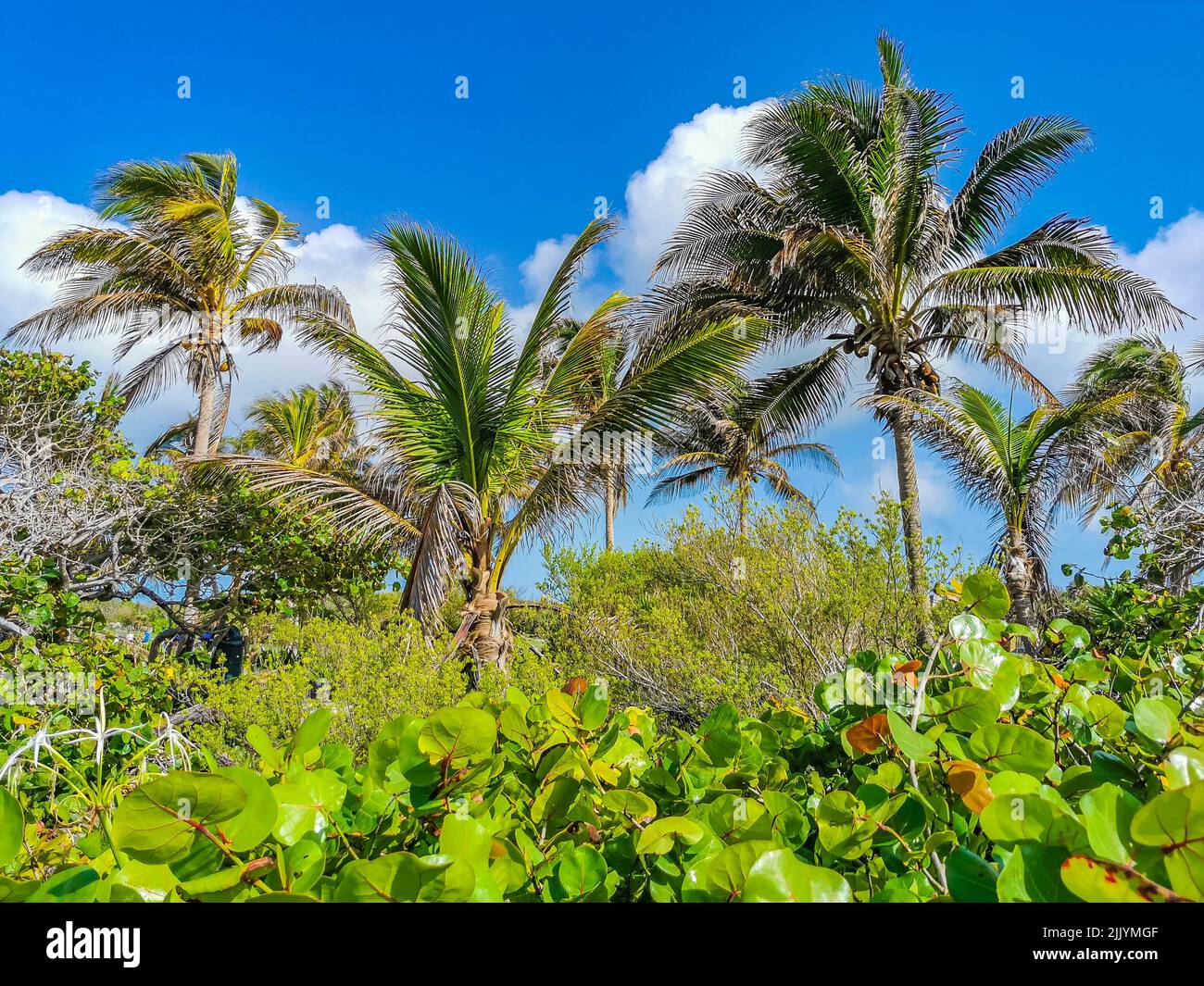 Tropical natural mexican palm trees with coconuts and blue sky ...