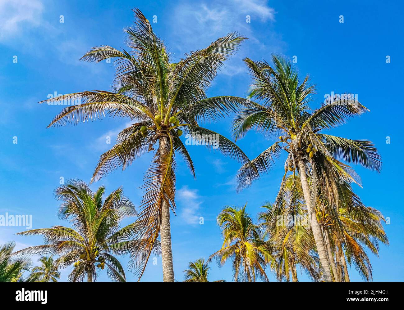 Tropical natural mexican palm trees with coconuts and blue sky ...