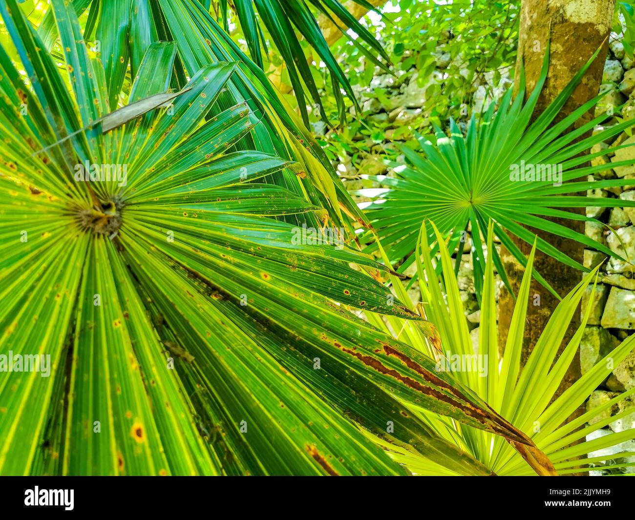 Tropical natural mexican palm trees with coconuts and blue sky ...