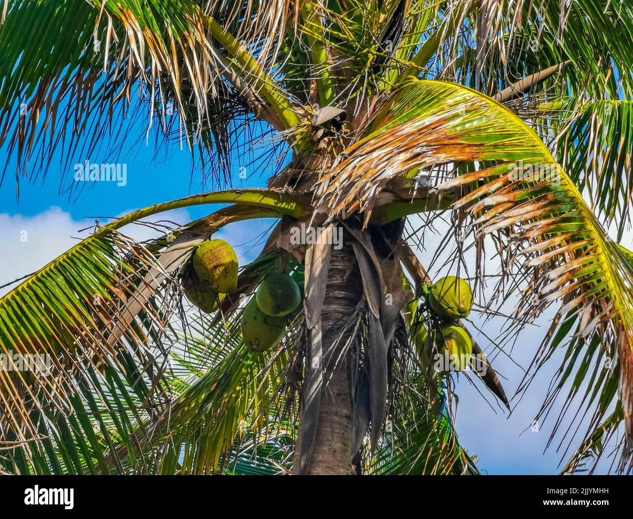 Tropical natural mexican palm tree with coconuts and blue sky ...