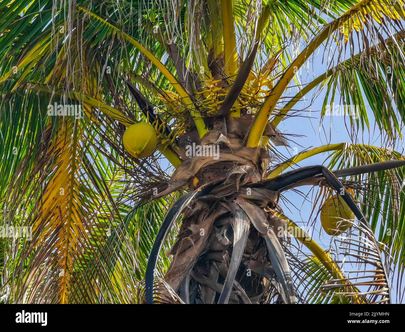 Tropical natural mexican palm tree with coconuts and blue sky background at Tulum ruins ...