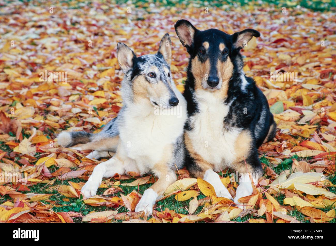 Two collie dogs laying in autumn leaves outside Stock Photo - Alamy