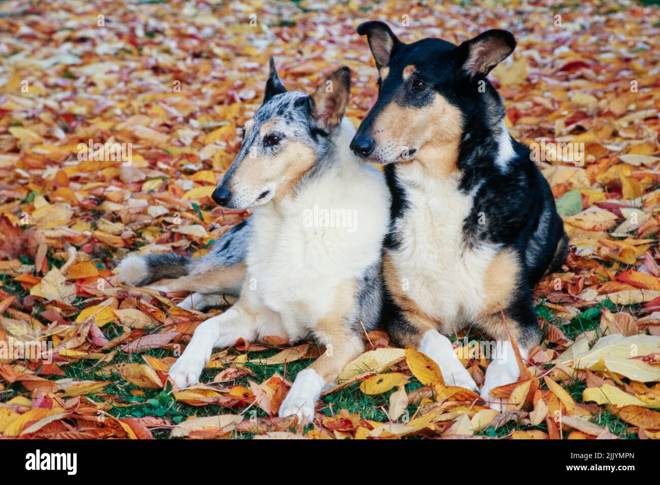 Two collie dogs laying in autumn leaves outside Stock Photo - Alamy
