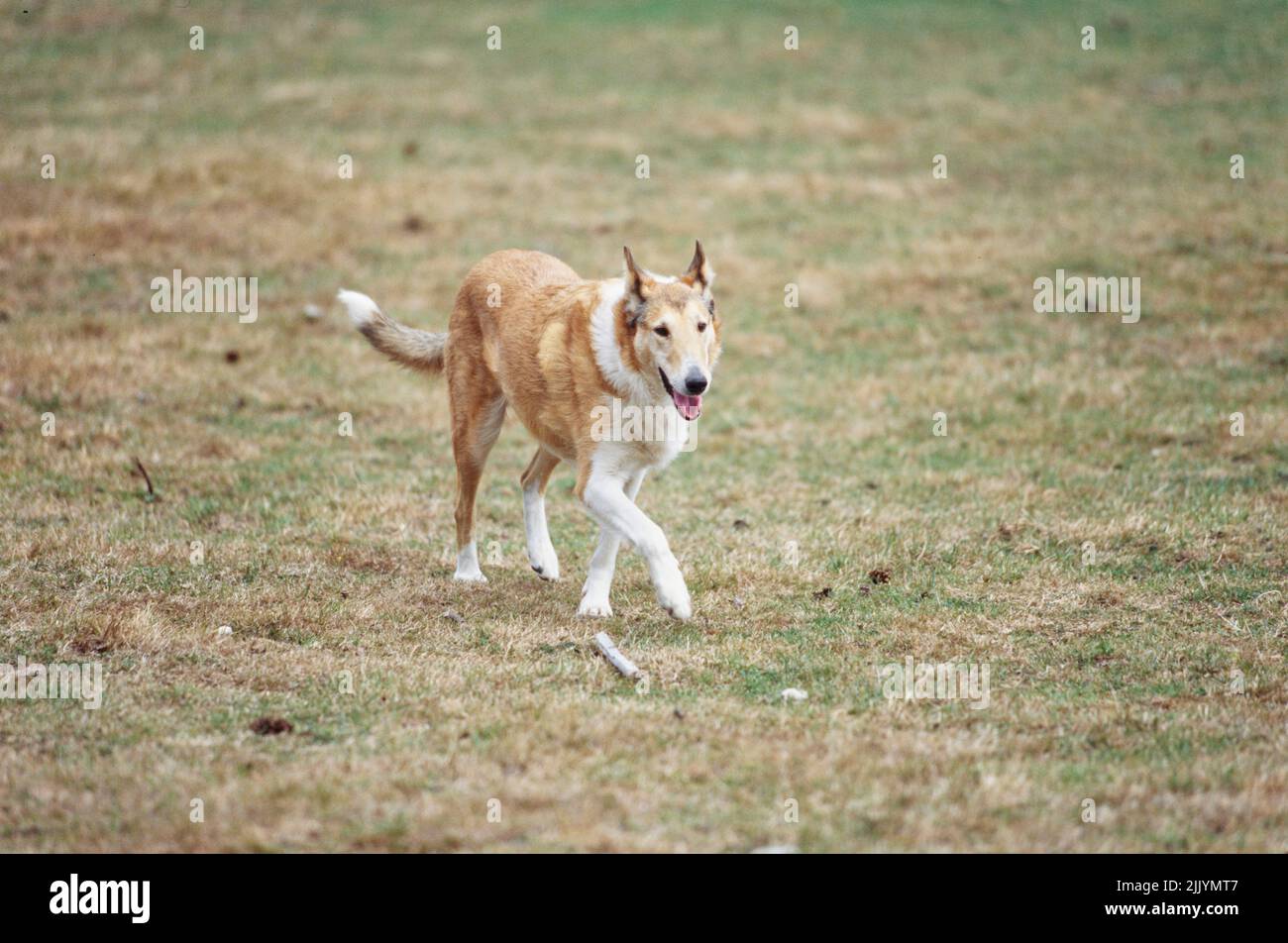 Collie dog running in grass outside Stock Photo - Alamy