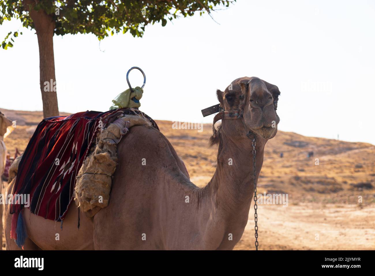 Portrait of camel photo in desert Stock Photo - Alamy