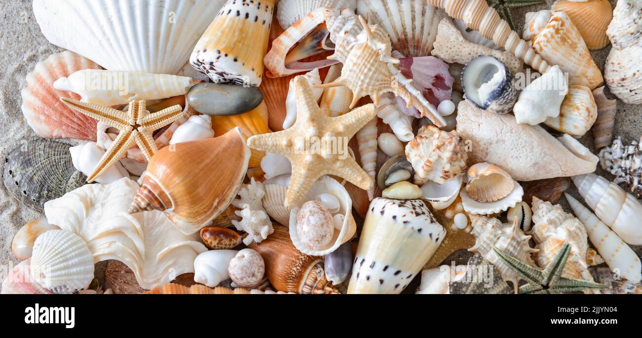 Many beautiful sea shells and starfish as background Stock Photo - Alamy