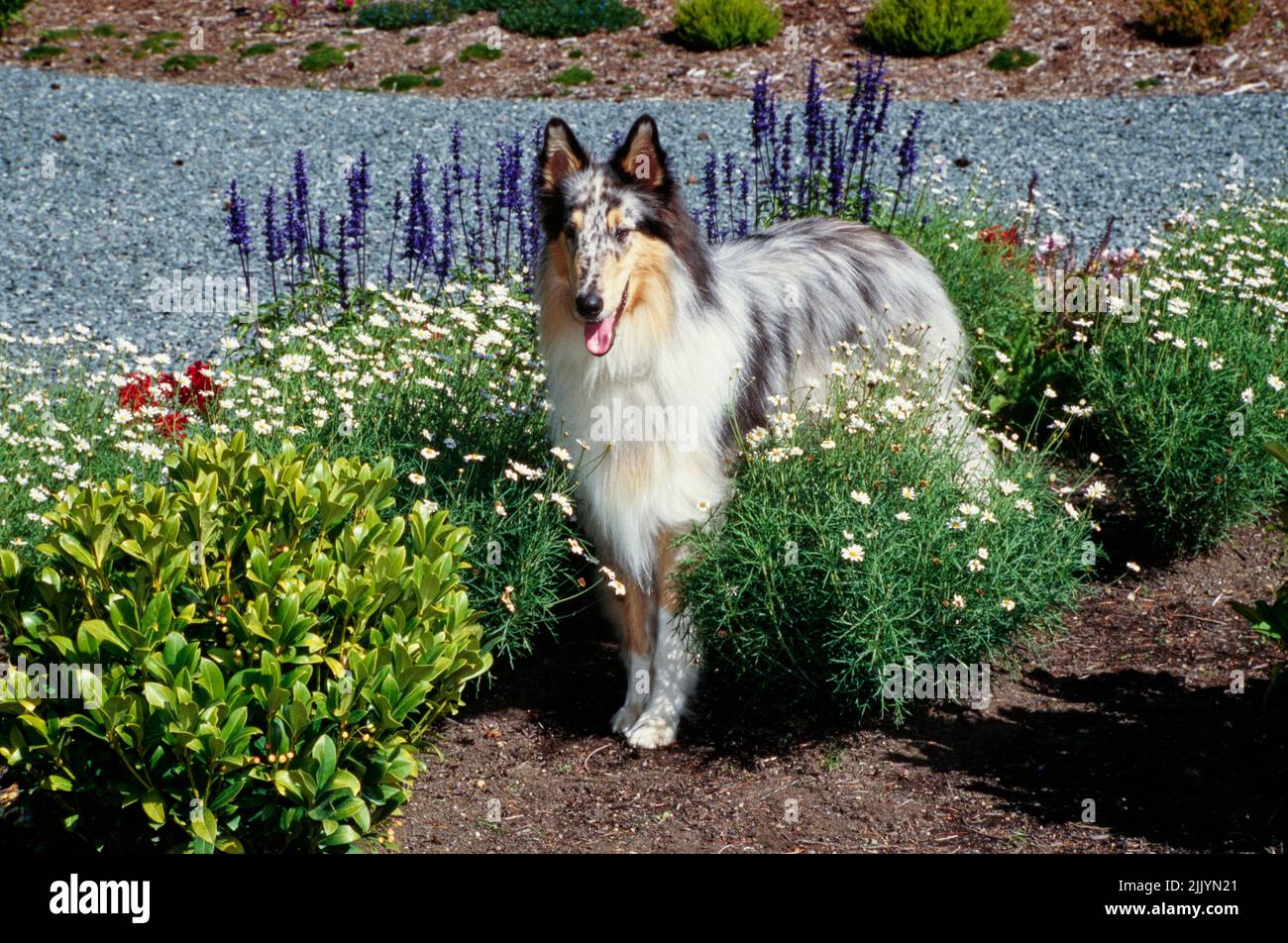 Collie dog standing outside in garden with flowers and bushes Stock ...