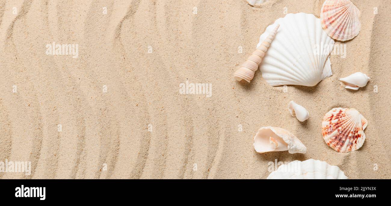 Different sea shells on beach sand. Banner for design Stock Photo - Alamy