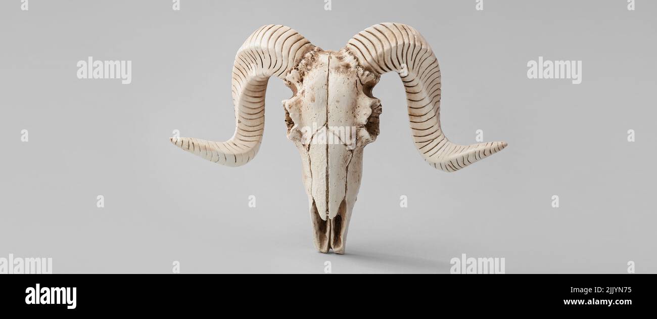 Skull of sheep on grey background Stock Photo - Alamy